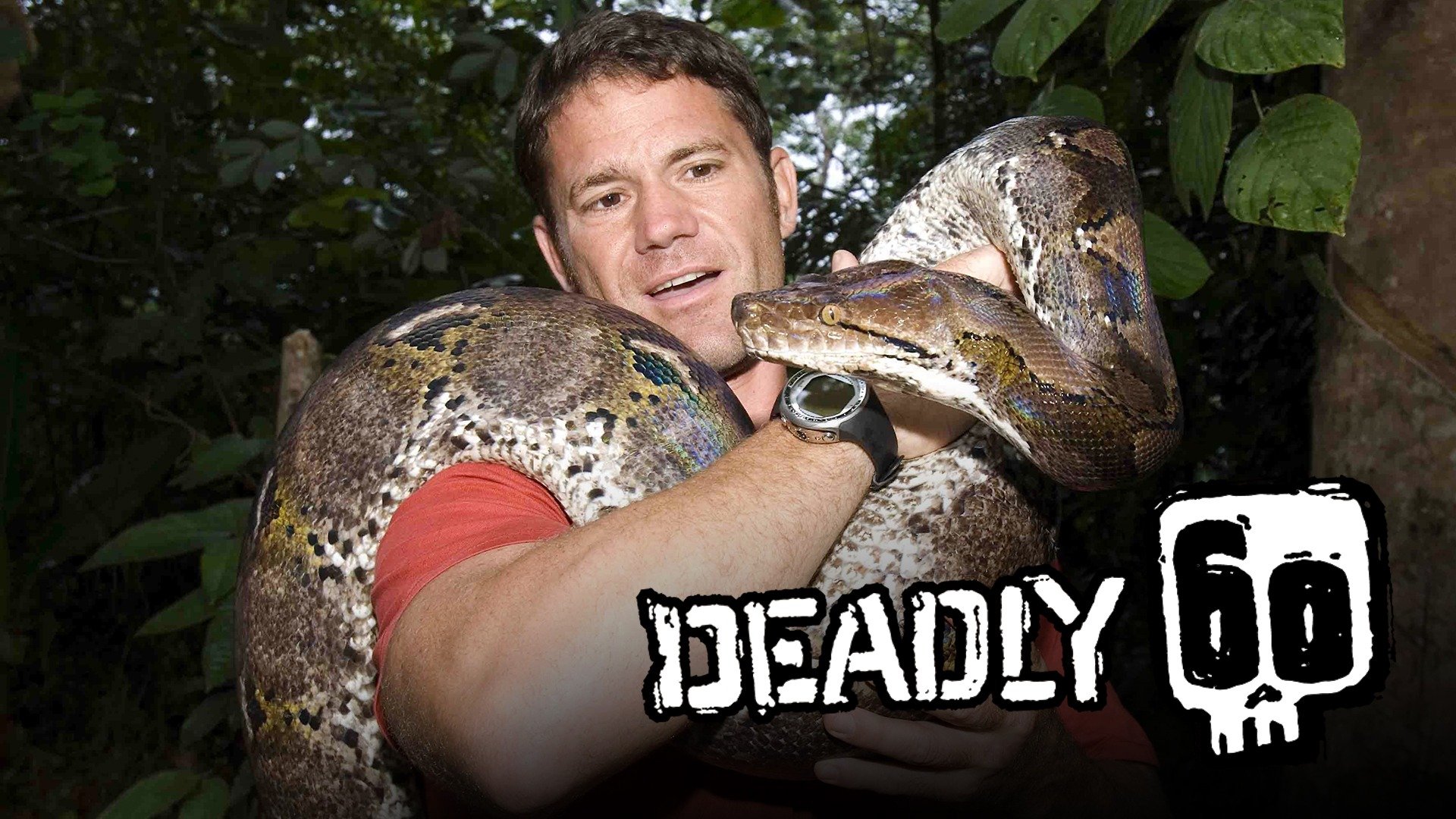 Watch Deadly 60 live or on-demand | Freeview Australia