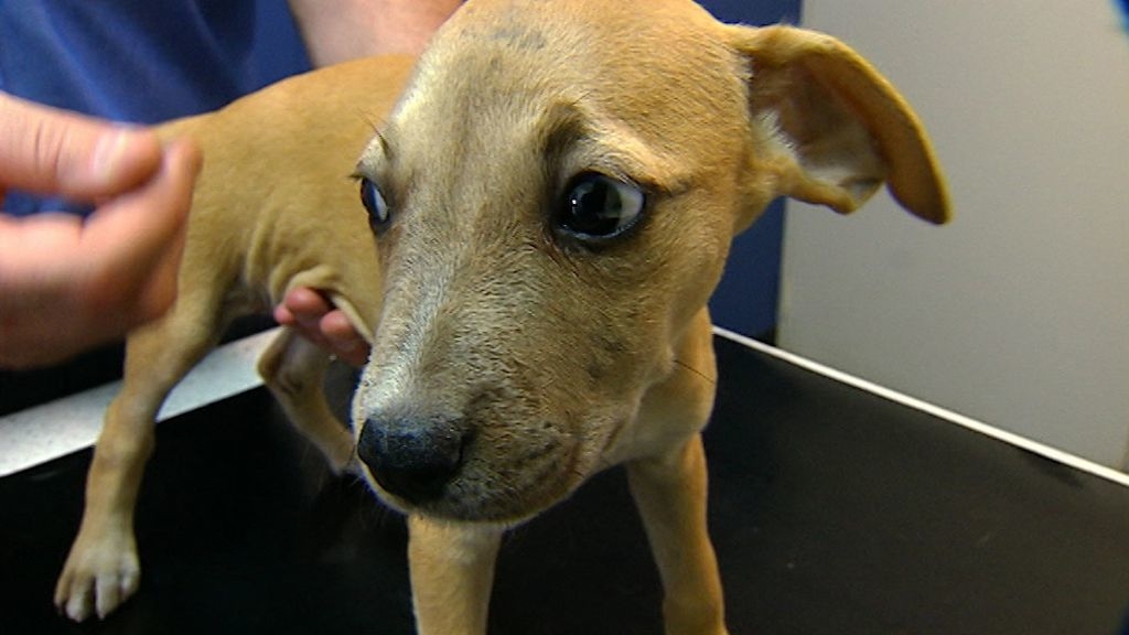 Watch RSPCA Animal Rescue live or on-demand | Freeview Australia