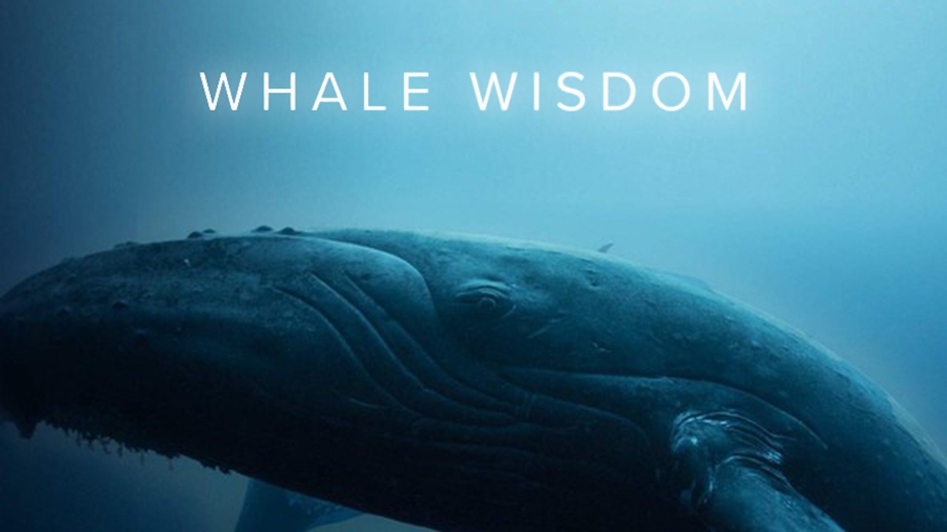 Watch Whale Wisdom live or on-demand | Freeview Australia