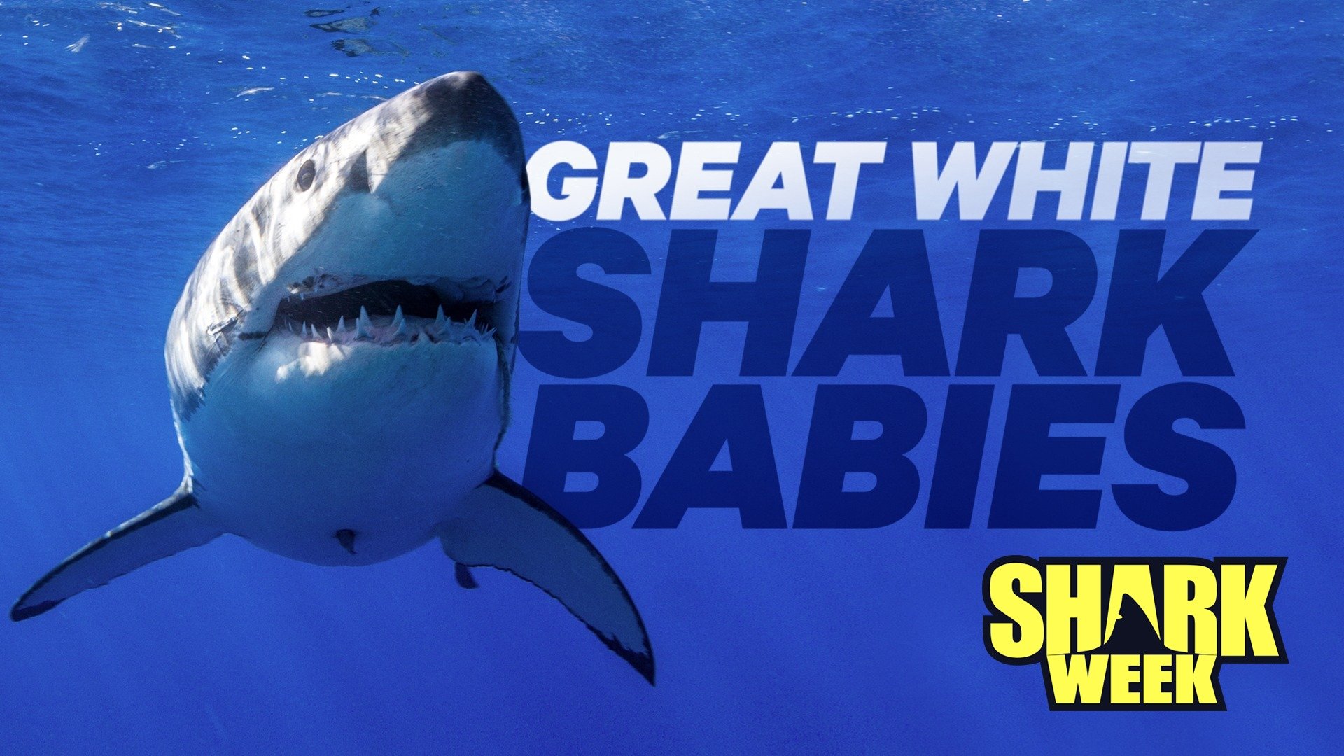 Watch Great White Shark Babies live or on-demand | Freeview Australia