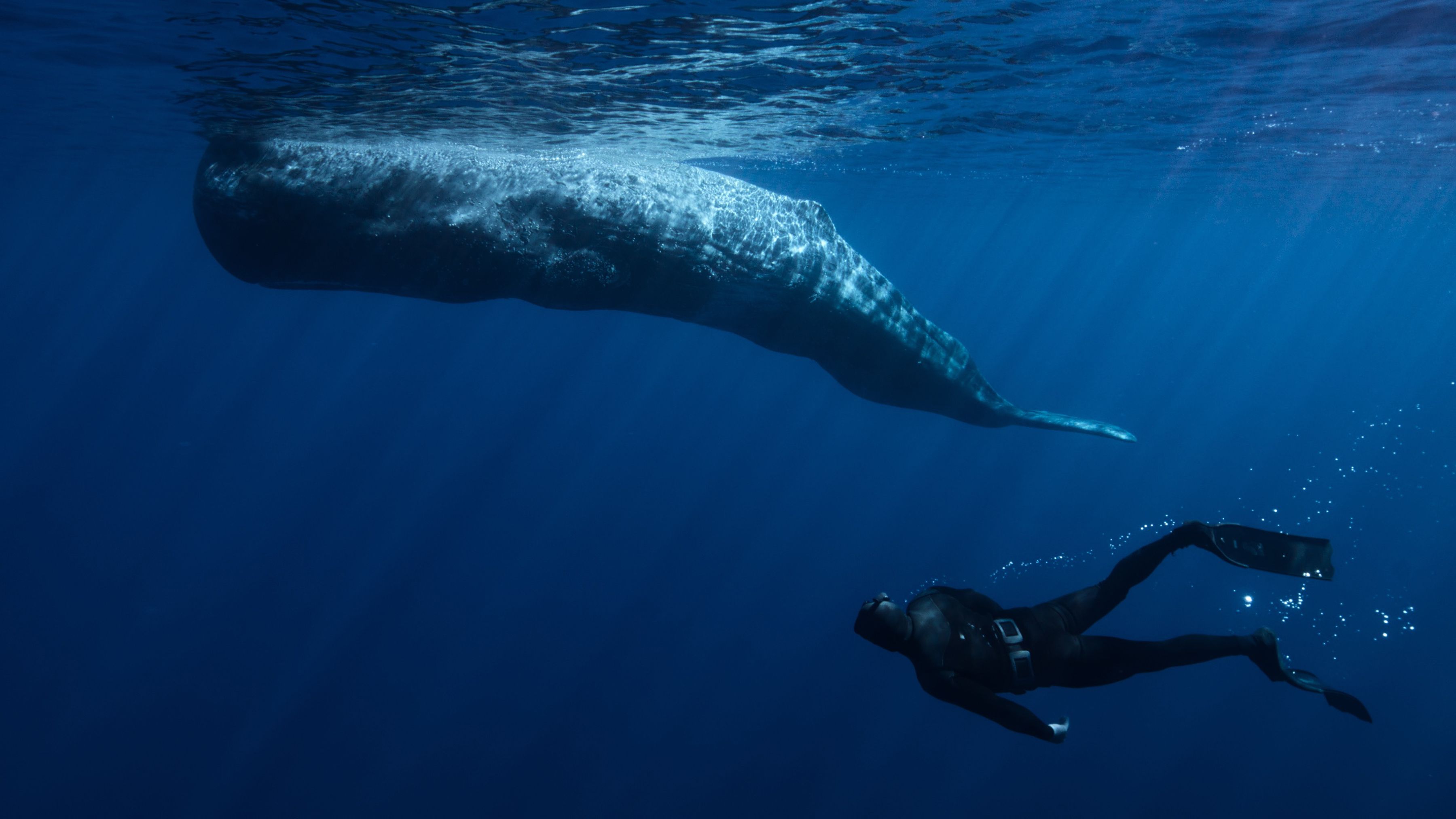 Watch Whale with Steve Backshall live or on-demand | Freeview Australia