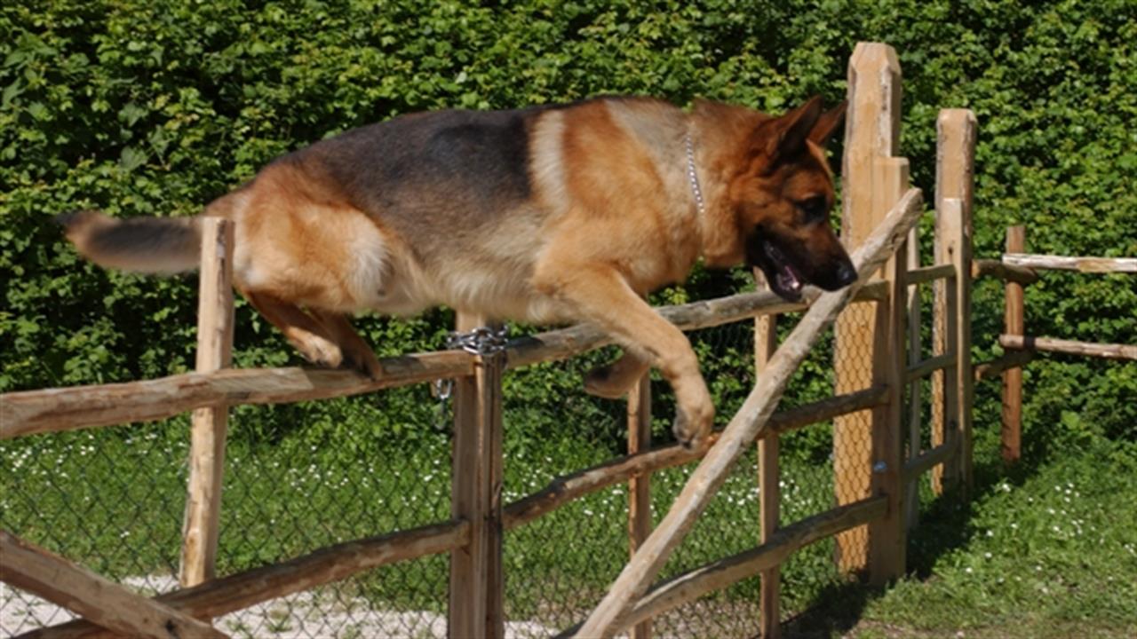 Watch Rex in Rome live or on-demand | Freeview Australia