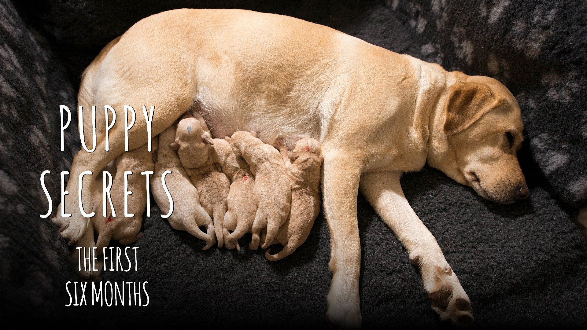 Watch Puppy Secrets: First Six Months live or on-demand | Freeview ...