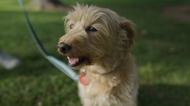 Watch Toi Time live or on-demand | Freeview Australia