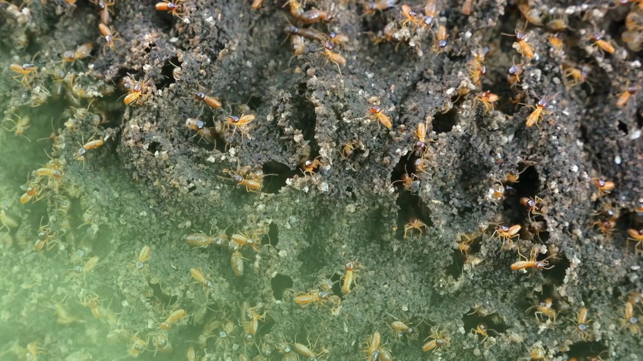 Watch Bad Nature live or on-demand | Freeview Australia