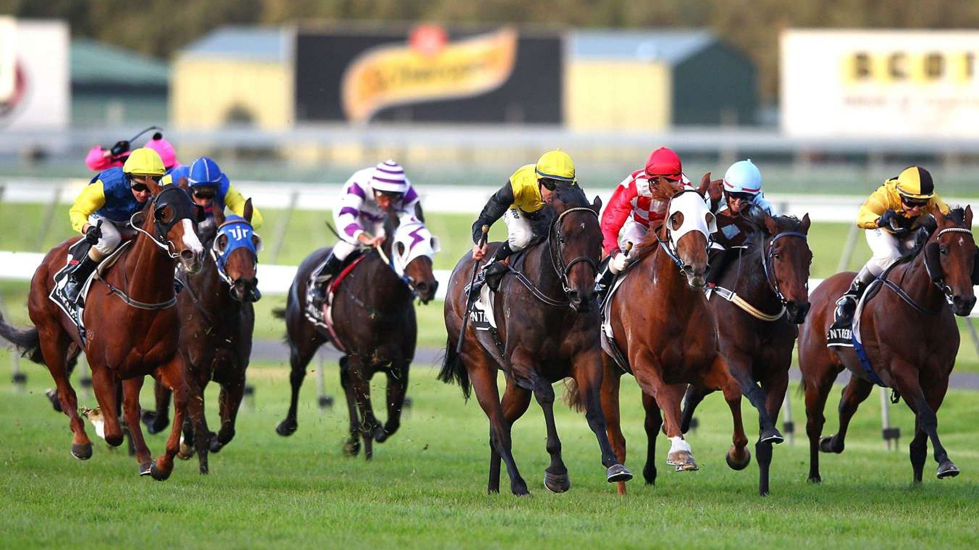 Watch Grassroots live or on-demand | Freeview Australia