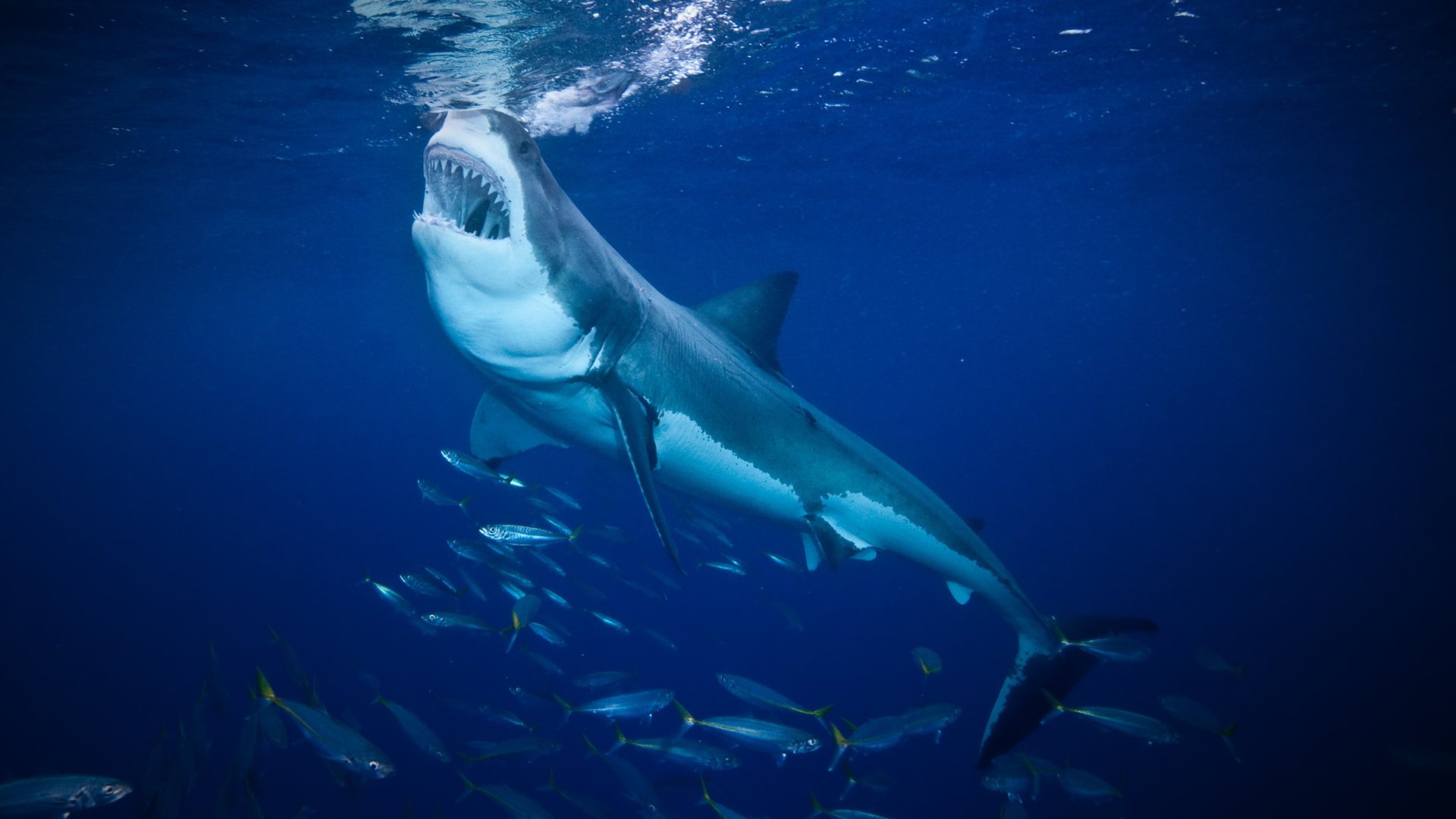 Watch Shark Alarm: The Year of Swimming Dangerously live or on-demand ...