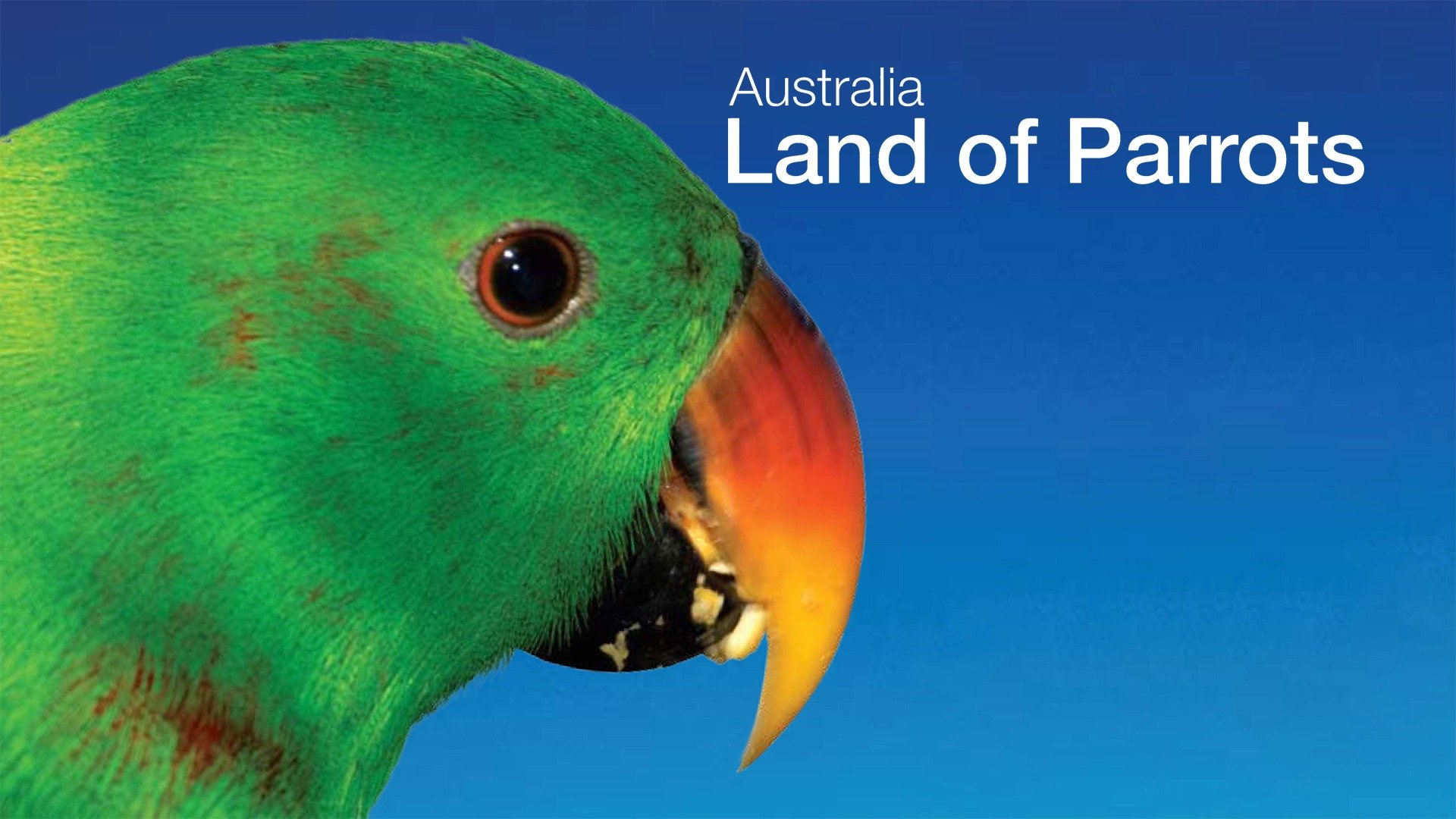 Watch Australia: Land of Parrots live or on-demand | Freeview Australia