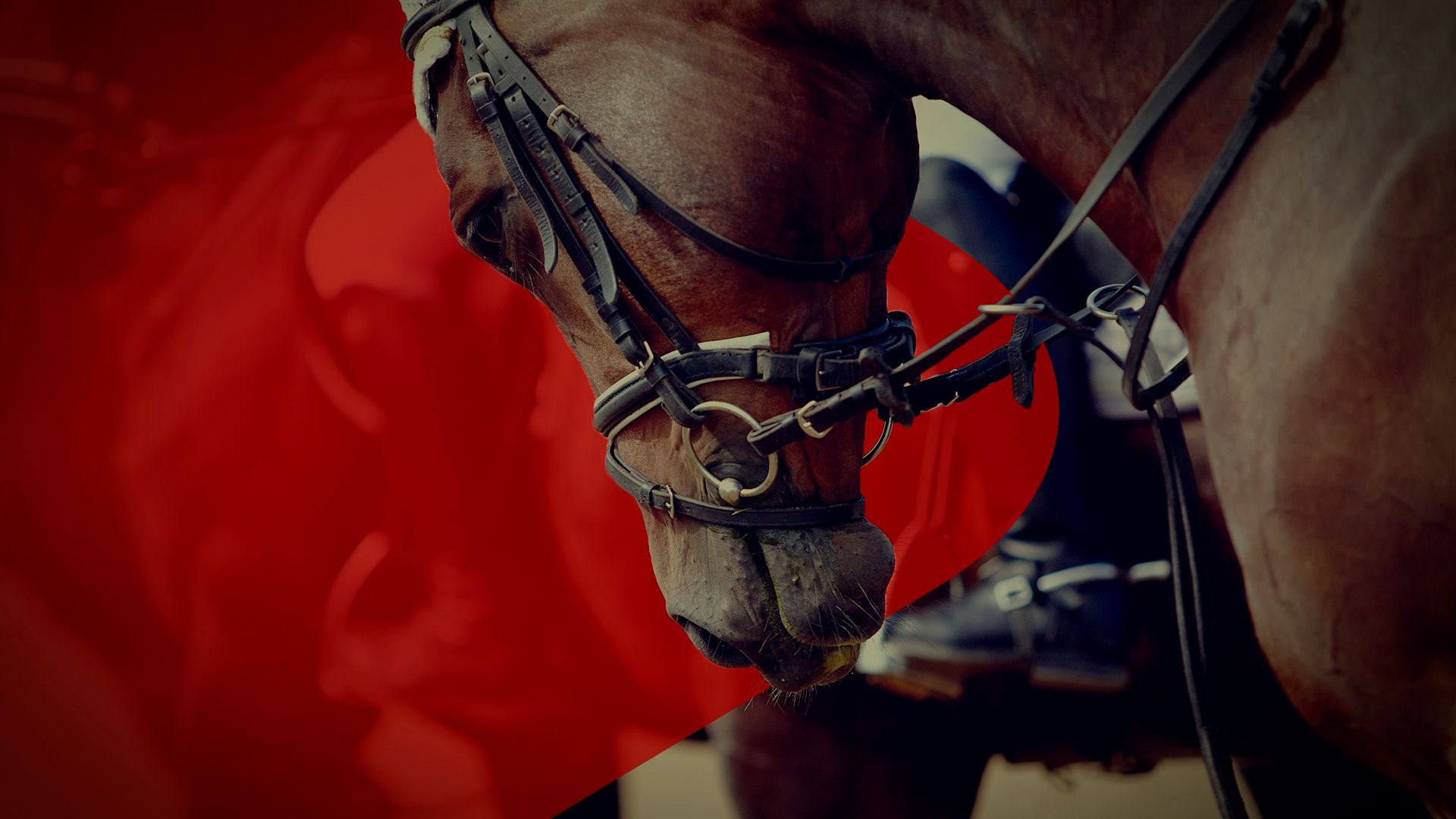 Watch Seven's Horse Racing live or on-demand | Freeview Australia